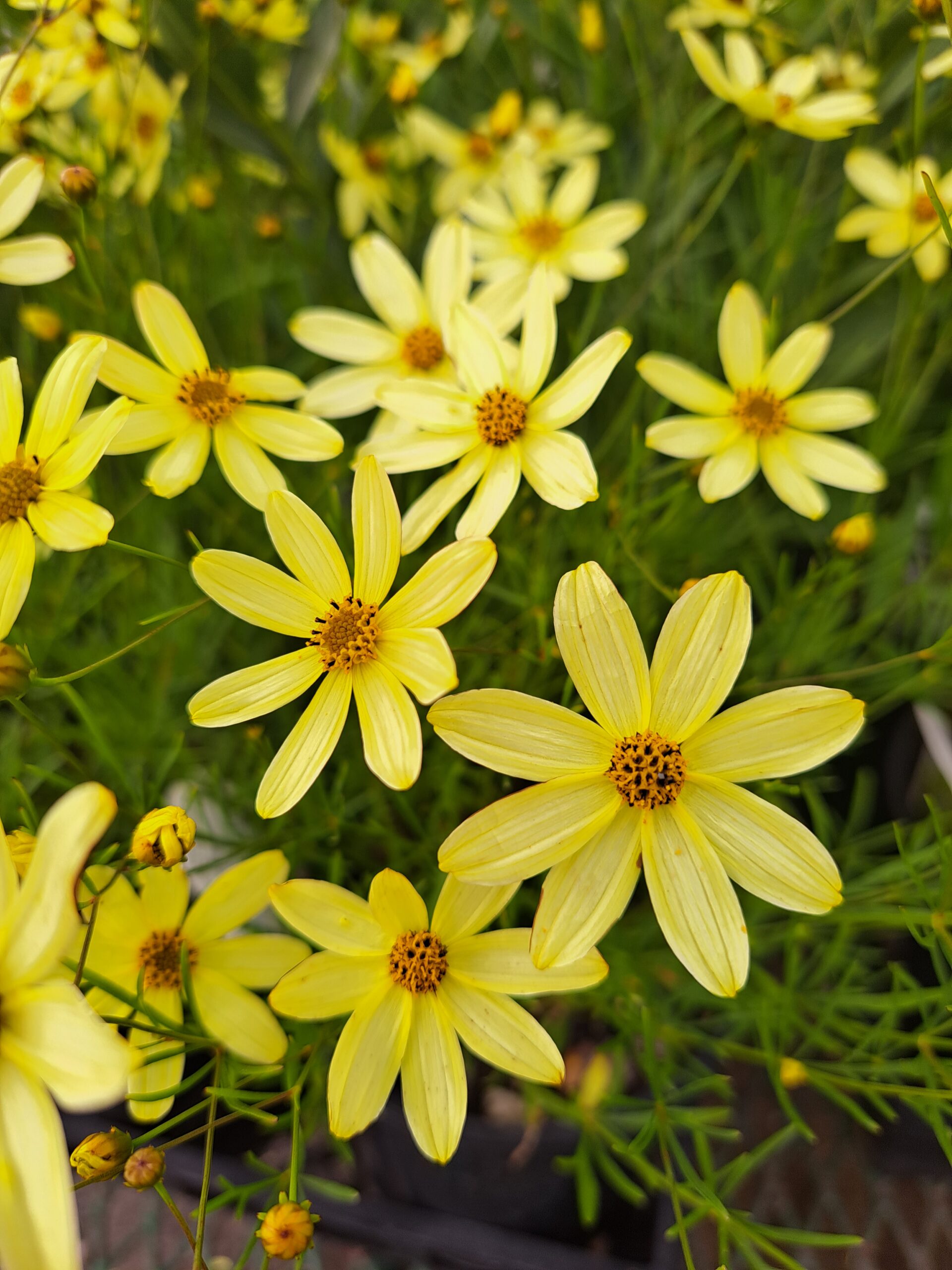 COREOPSIS verticillata ‘Moonbeam’ - North Coast Perennials
