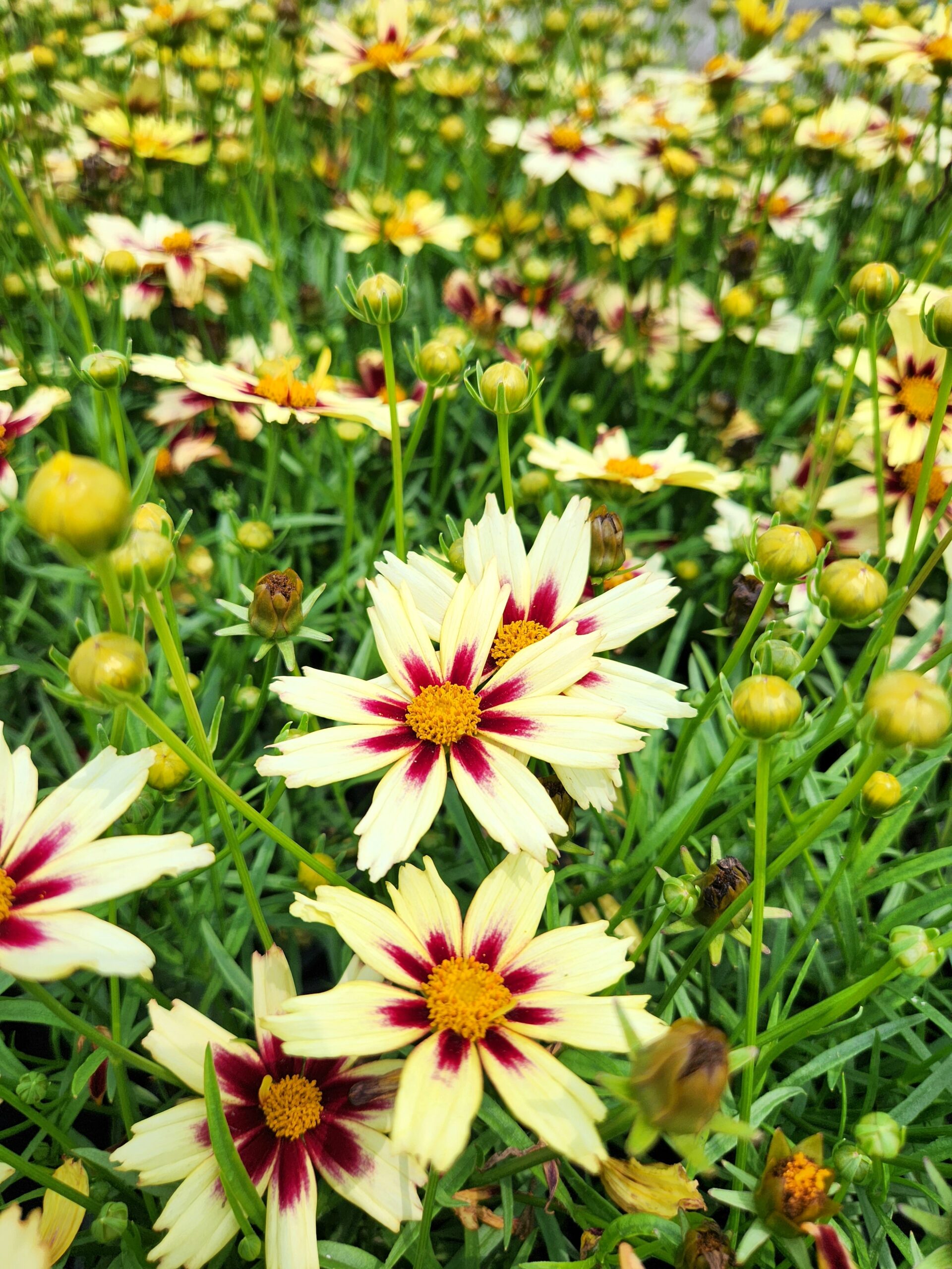 COREOPSIS LI’L BANG™ ‘Starlight’ PP28005 - North Coast Perennials