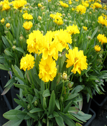 COREOPSIS grandiflora ‘Presto’ - North Coast Perennials