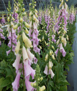 DIGITALIS CAMELOT™ purpurea ‘Camelot Lavender’ - North Coast Perennials
