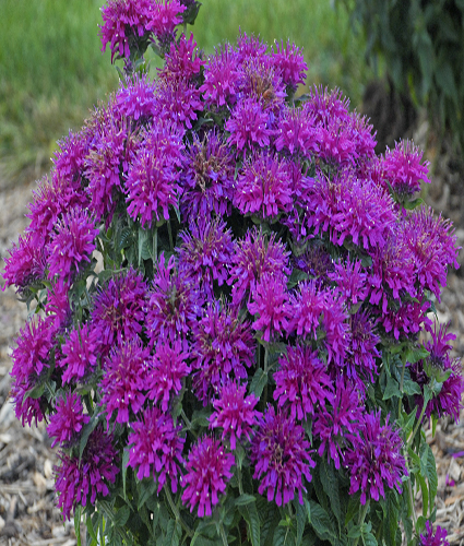 MONARDA SUGAR BUZZ™ ‘Grape Gumball’ PP26447 - North Coast Perennials