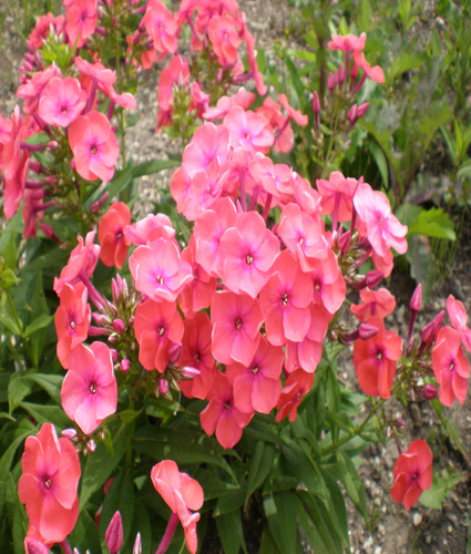 PHLOX paniculata FLAME® ‘Coral’ PP22234 - North Coast Perennials