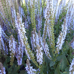 SALVIA COLOR SPIRES® ‘Crystal Blue’ PP26344 - North Coast Perennials