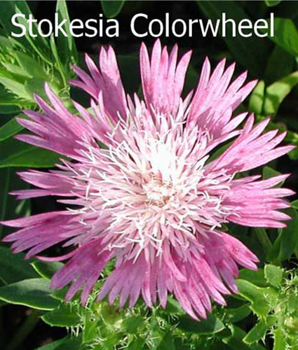 STOKESIA laevis ‘Colorwheel’ PP12718 - North Coast Perennials