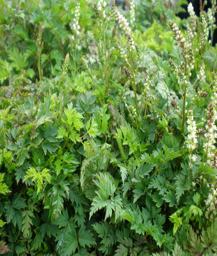ARUNCUS aethusifolius - North Coast Perennials