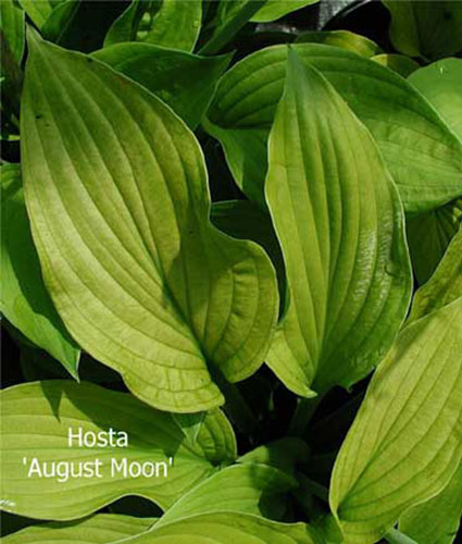 HOSTA ‘August Moon’ - North Coast Perennials