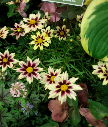 COREOPSIS LI’L BANG™ ‘Starlight’ PP28005 - North Coast Perennials