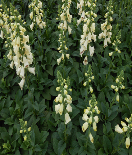 DIGITALIS CAMELOT™ purpurea ‘Camelot Cream’ - North Coast Perennials