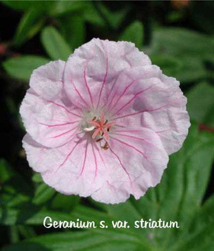 GERANIUM sanguineum var. ‘Striatum’ - North Coast Perennials