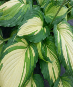 HOSTA ‘Angel Falls’ PP28785 - North Coast Perennials