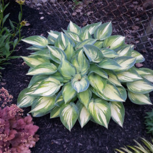 HOSTA ‘Angel Falls’ PP28785 - North Coast Perennials