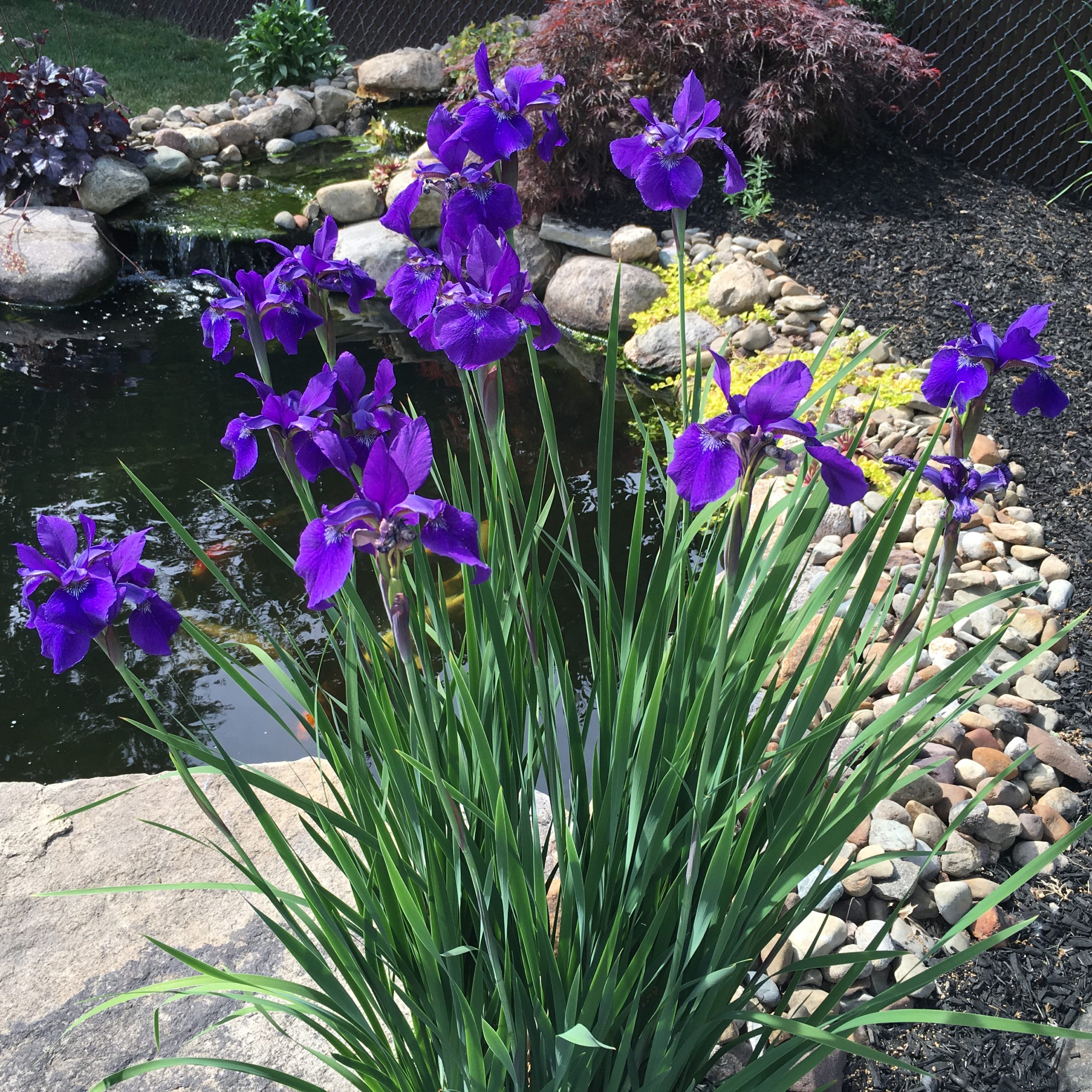 IRIS sibirica ‘Caesar’s Brother’ - North Coast Perennials
