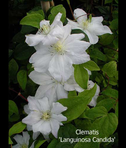 CLEMATIS ‘Languinosa Candida’ - North Coast Perennials