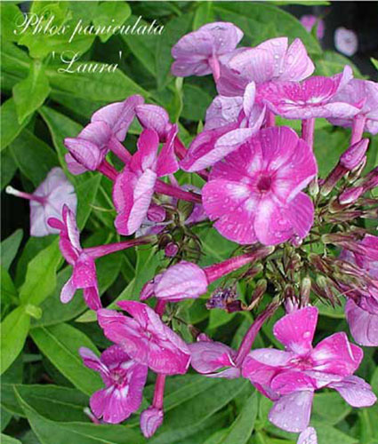 PHLOX paniculata ‘Laura’ - North Coast Perennials