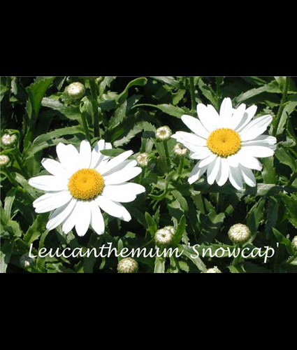 LEUCANTHEMUM superbum ‘Snowcap’ - North Coast Perennials