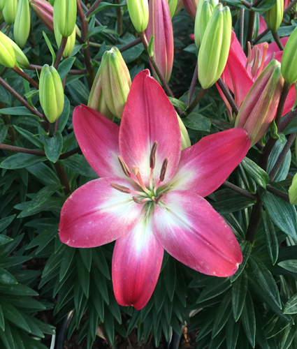 LILIUM asiatic pixie ‘Tiny Diamond’ PPAF - North Coast Perennials
