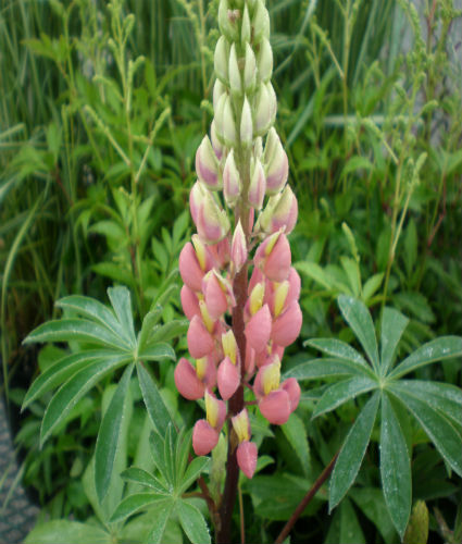 LUPINUS ‘Gallery Mix’ - North Coast Perennials