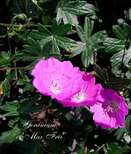 GERANIUM sanguineum ‘Max Frei’ - North Coast Perennials