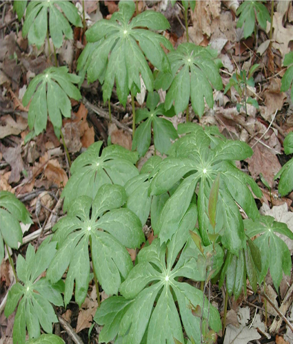 PODOPHYLLUM peltatum - North Coast Perennials