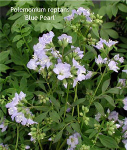POLEMONIUM caeruleum ‘Blue Pearl’ - North Coast Perennials