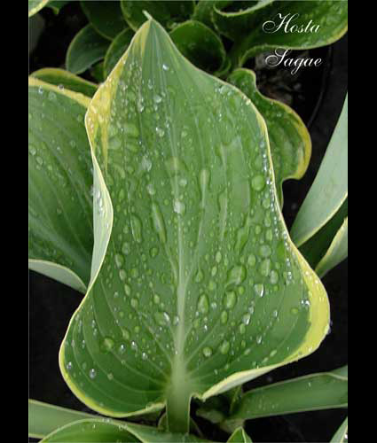 HOSTA ‘Sagae’ - North Coast Perennials