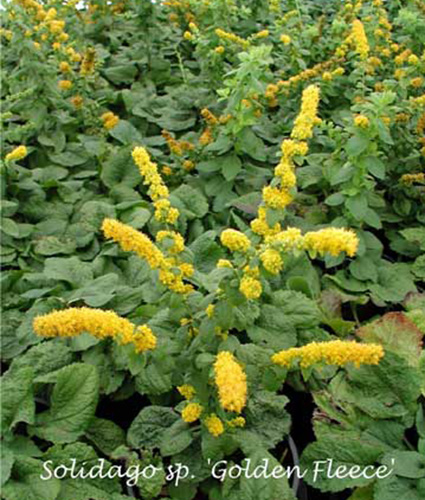 SOLIDAGO sphacelata ‘Golden Fleece’ - North Coast Perennials