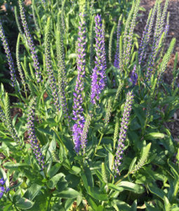VERONICA ‘Blue Skywalker’ PP29406 - North Coast Perennials