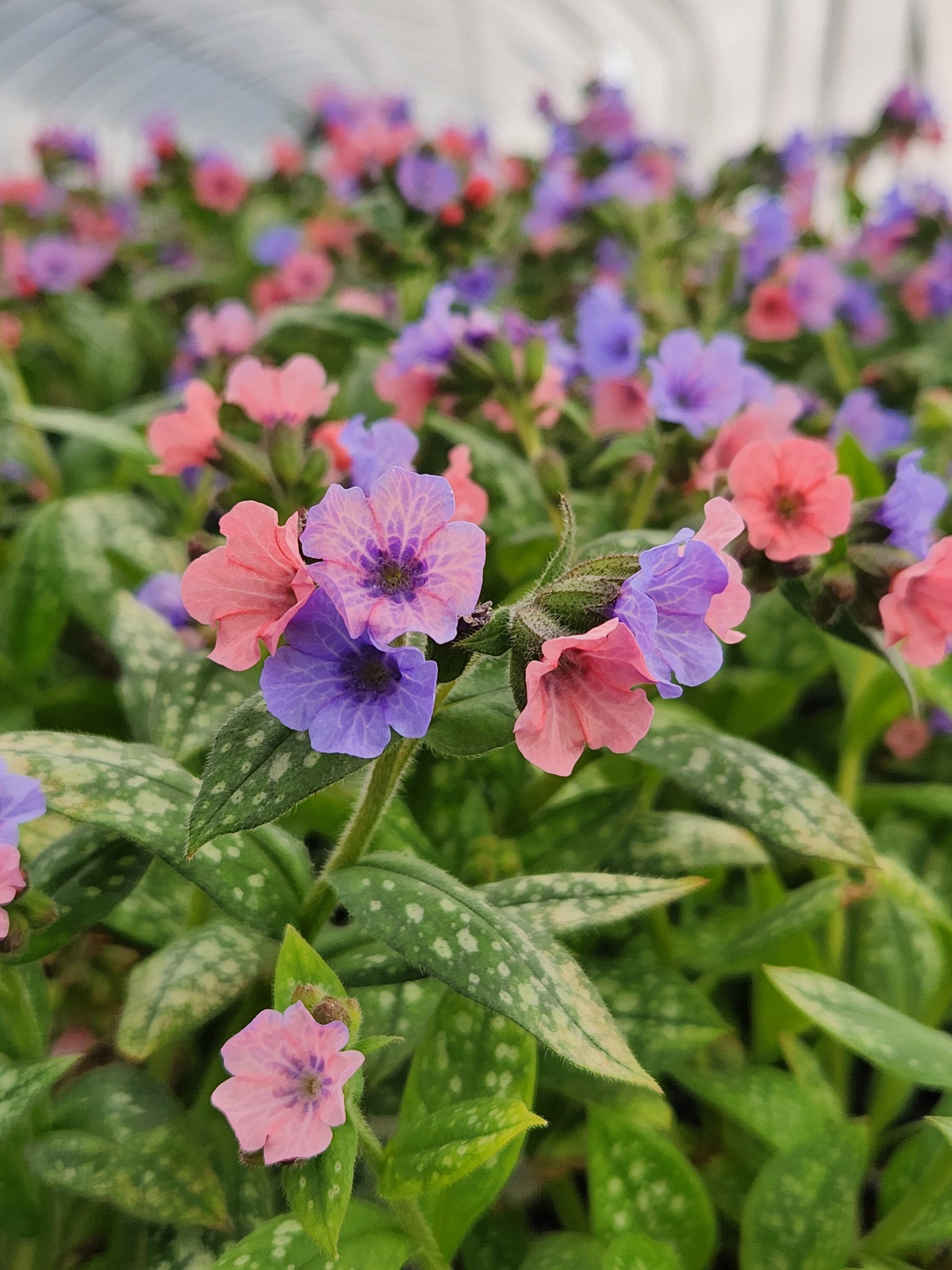 PULMONARIA ‘Pretty in Pink’ PP31284 - North Coast Perennials