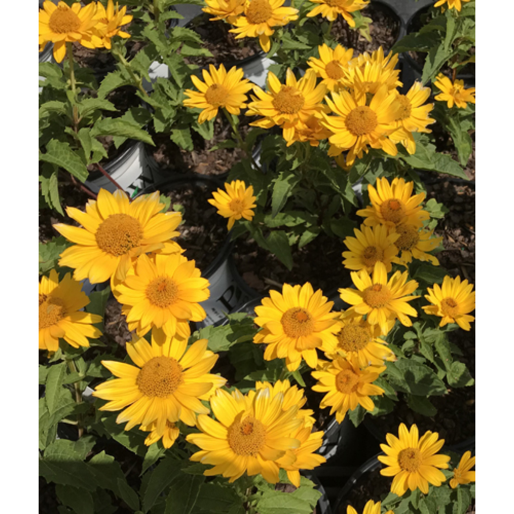 Category: H - K - North Coast Perennials