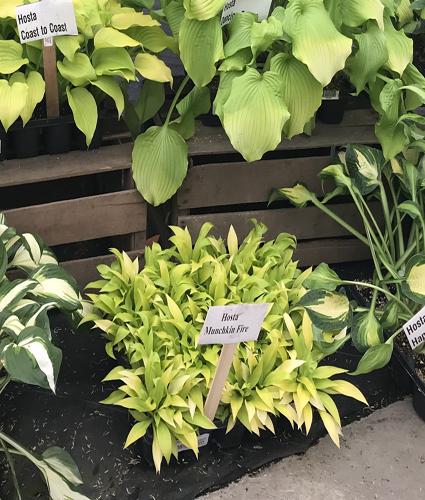 HOSTA ‘Munchkin Fire’ - North Coast Perennials