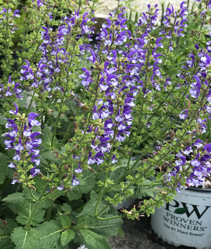 SALVIA COLOR SPIRES® ‘Azure Snow’ PP30534 - North Coast Perennials