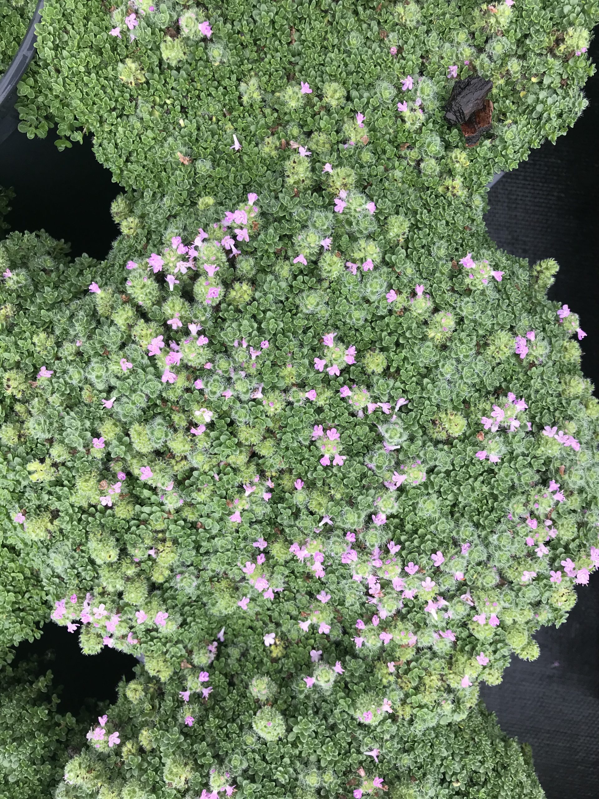 THYMUS serpyllum ‘Elfin’ - North Coast Perennials