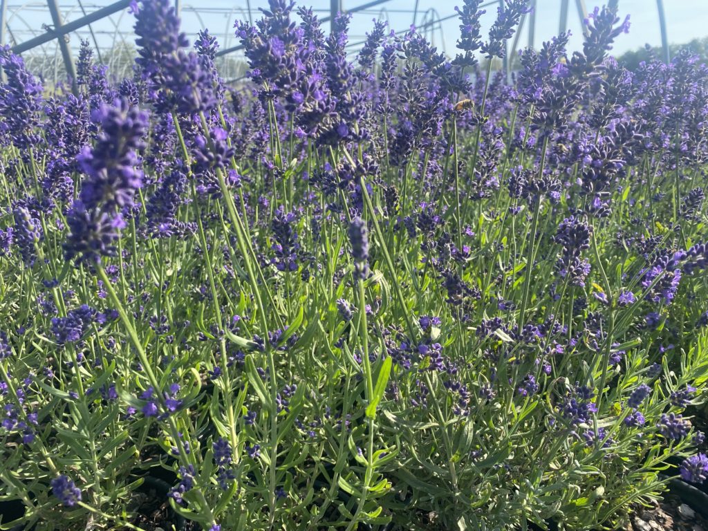LAVANDULA angustifolia ‘SuperBlue’ PP24929 - North Coast Perennials