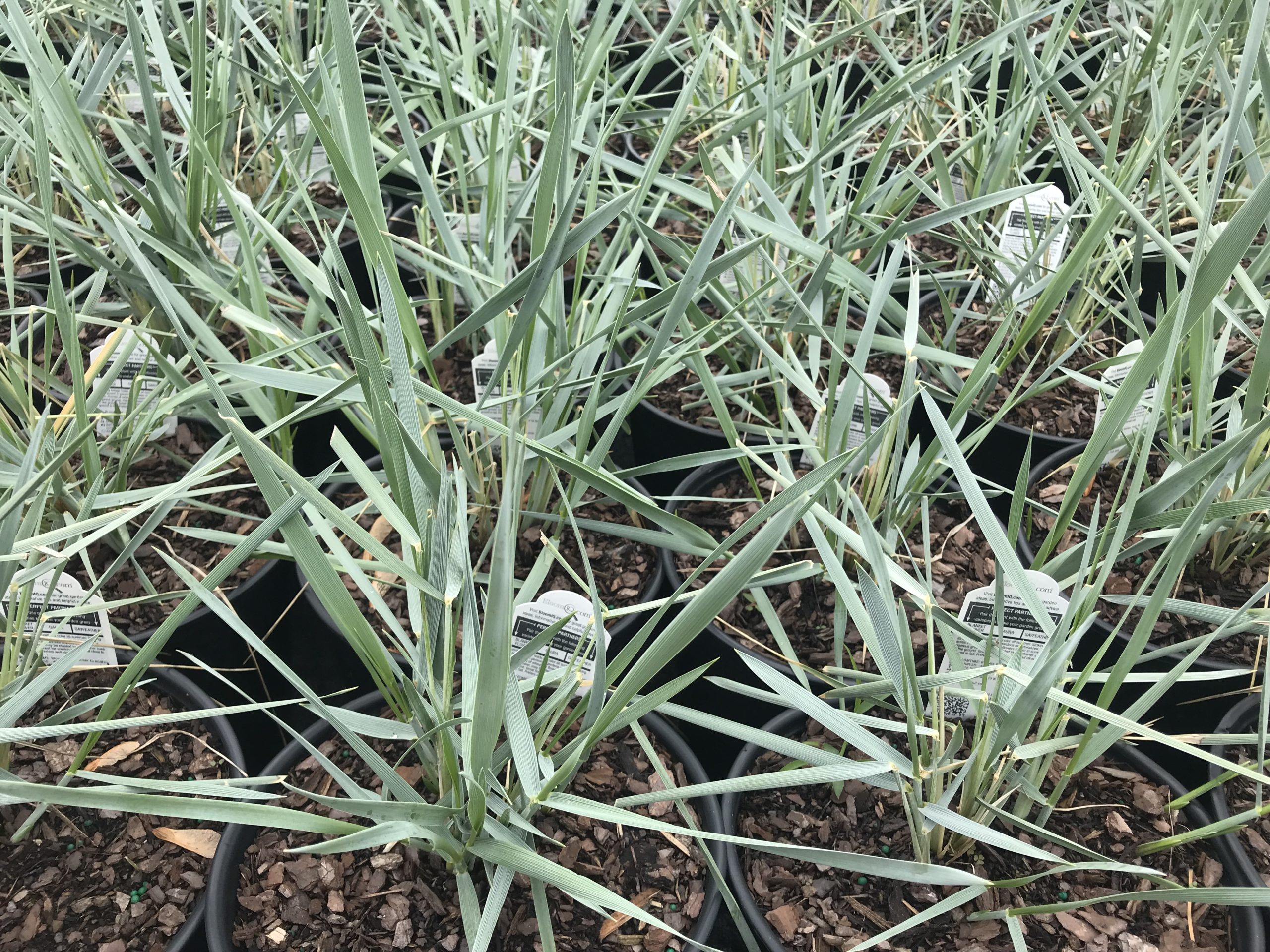 LEYMUS arenarius ‘Blue Dune’ - North Coast Perennials
