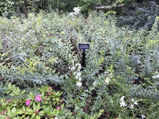 SOLIDAGO shortii ‘Solar Cascade’ - North Coast Perennials
