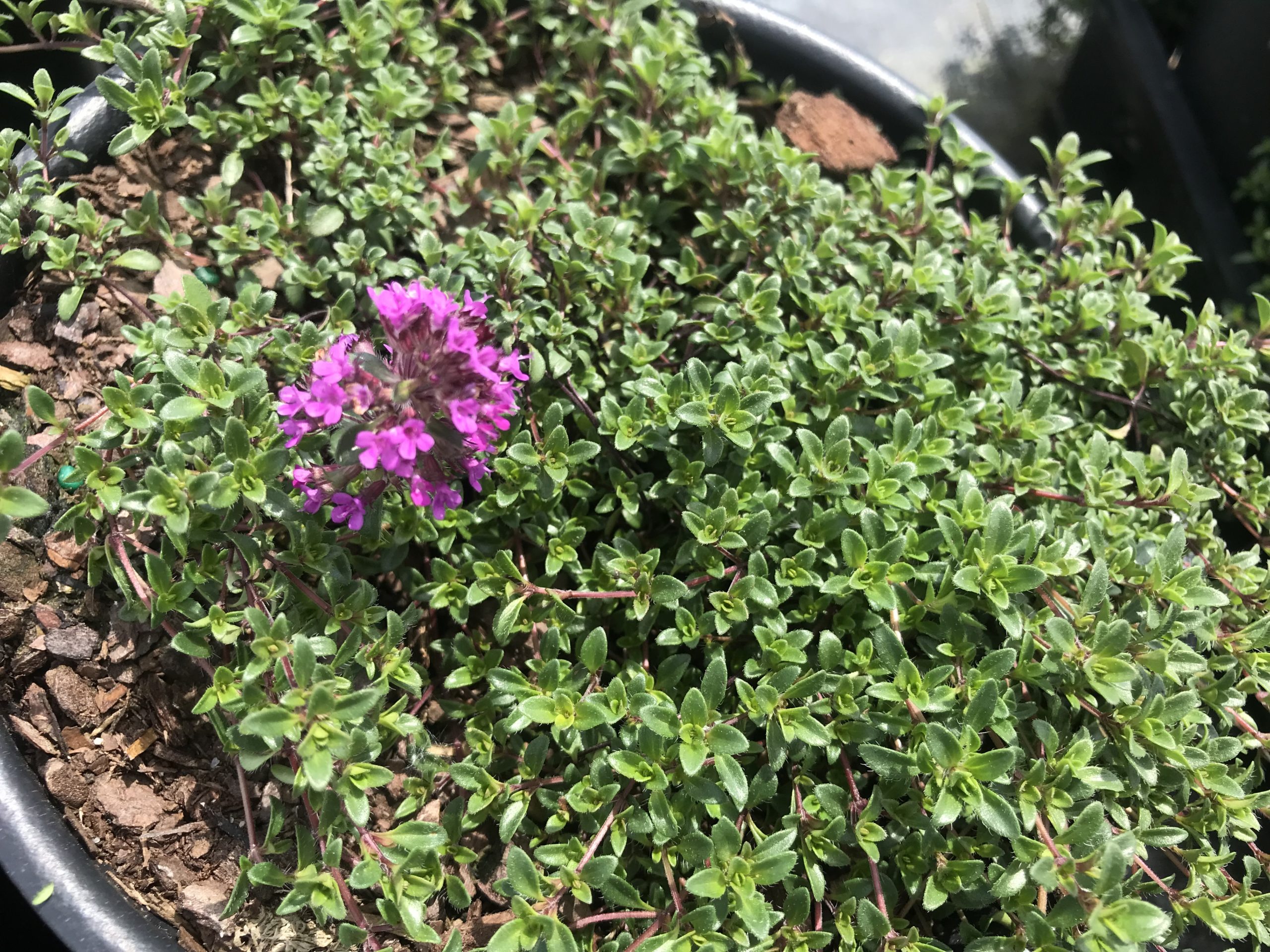THYMUS ‘Pink Chintz’ - North Coast Perennials
