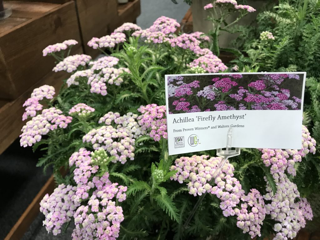 ACHILLEA 'Firefly Amethyst' PPAF | North Coast Perennials