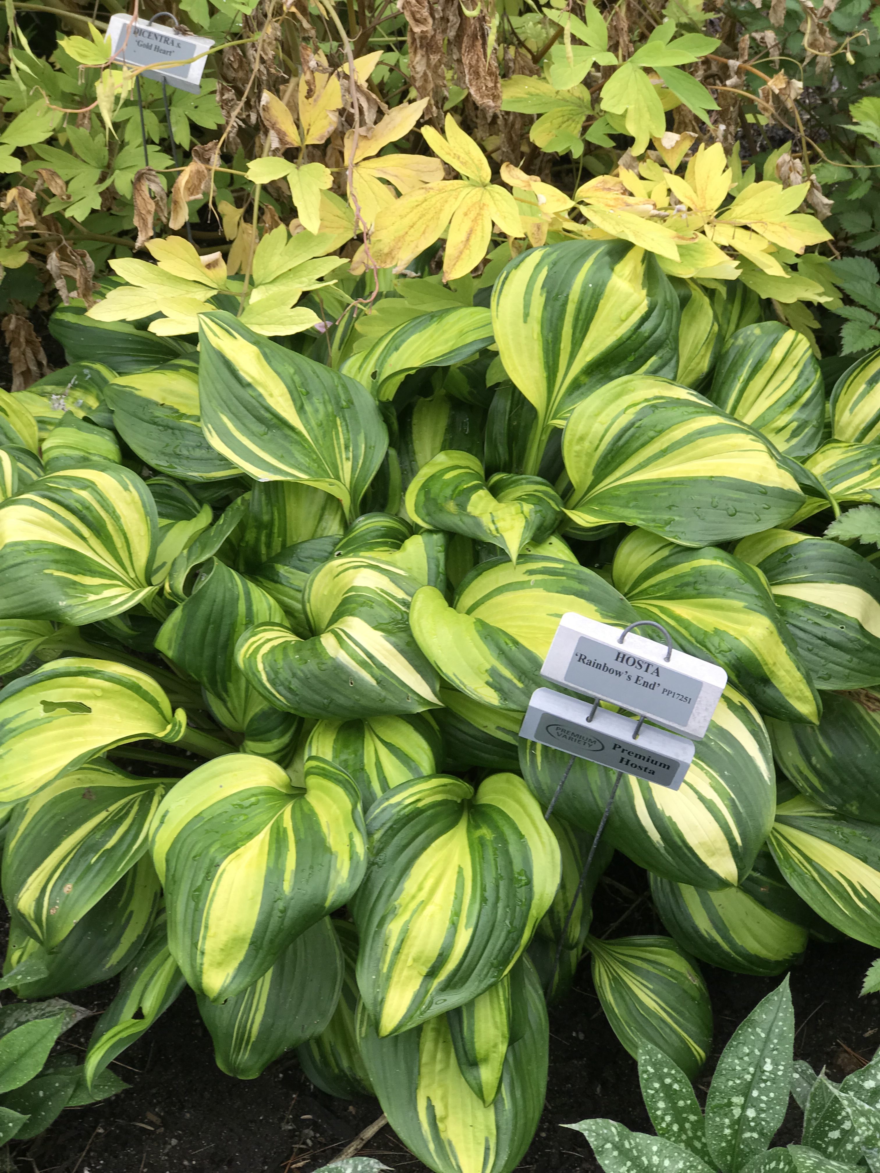 HOSTA ‘Rainbow’s End’ PP17251 - North Coast Perennials