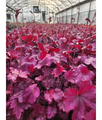 HEUCHERA PRIMO® ‘Wild Rose’ PP29923 - North Coast Perennials
