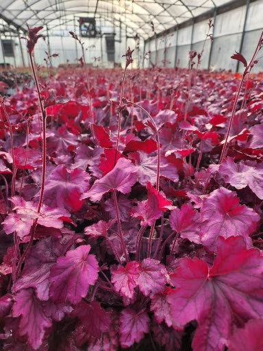 HEUCHERA PRIMO® ‘Wild Rose’ PP29923 - North Coast Perennials