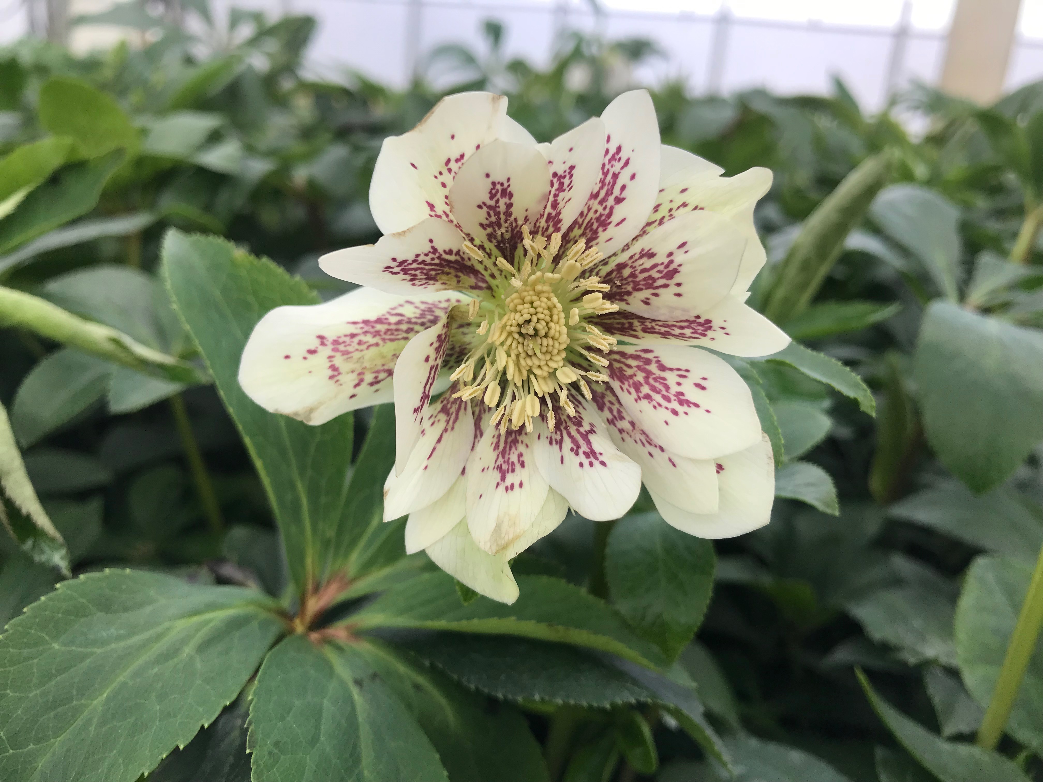 HELLEBORUS WEDDING PARTY® SERIES ‘Confetti Cake’ - North Coast Perennials