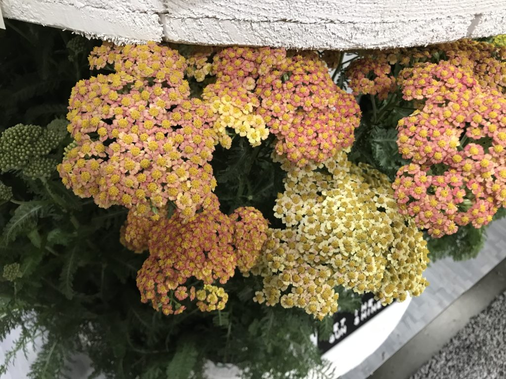 ACHILLEA SASSY SUMMER COLLECTION ‘Sunset’ PP31412 - North Coast Perennials