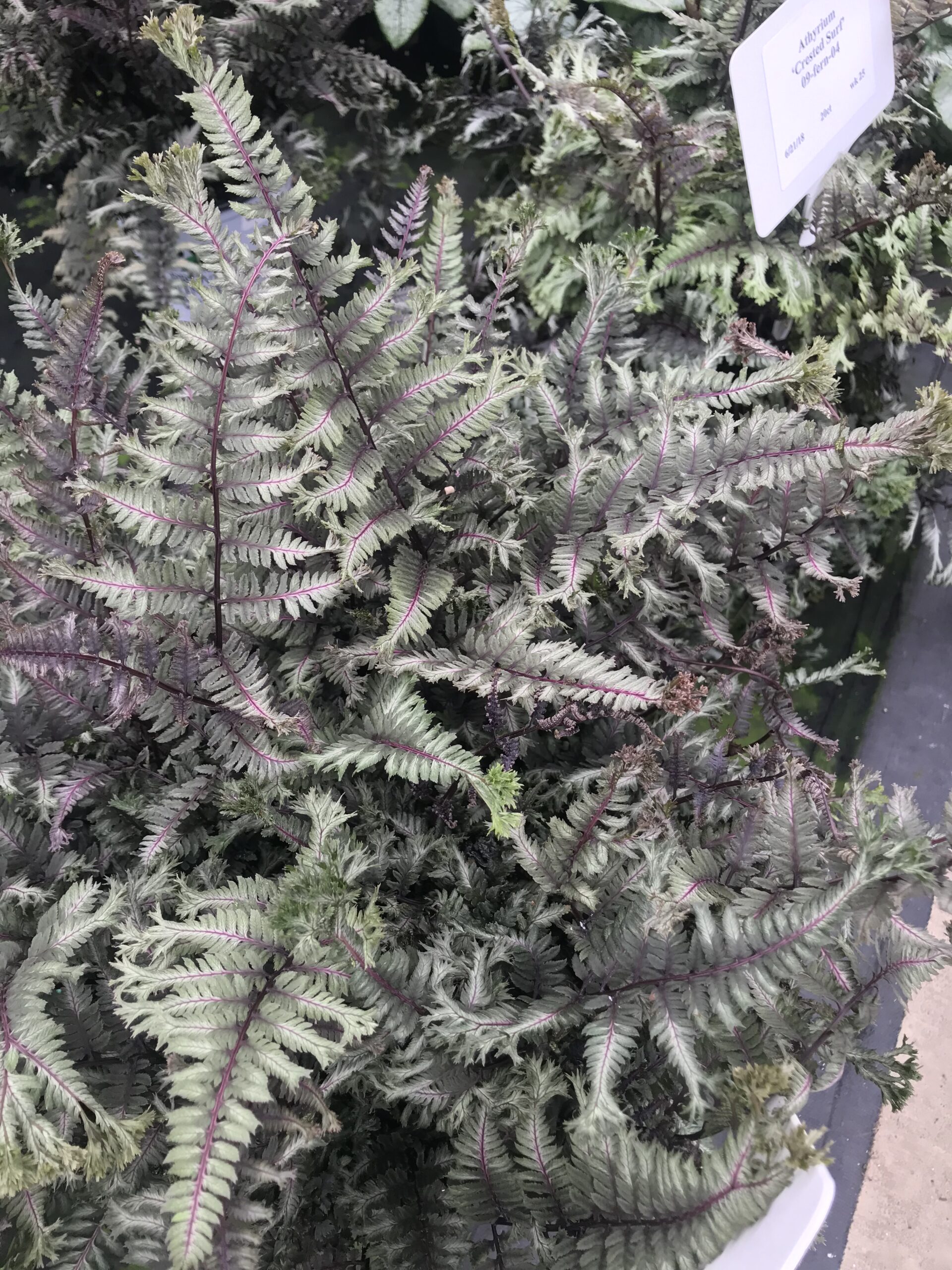 ATHYRIUM niponicum ‘Crested Surf’ PP33057 - North Coast Perennials