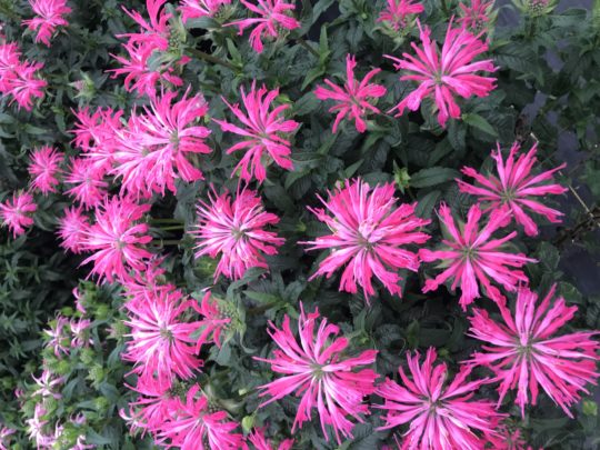MONARDA ‘Electric Neon Pink’ PP30347 - North Coast Perennials
