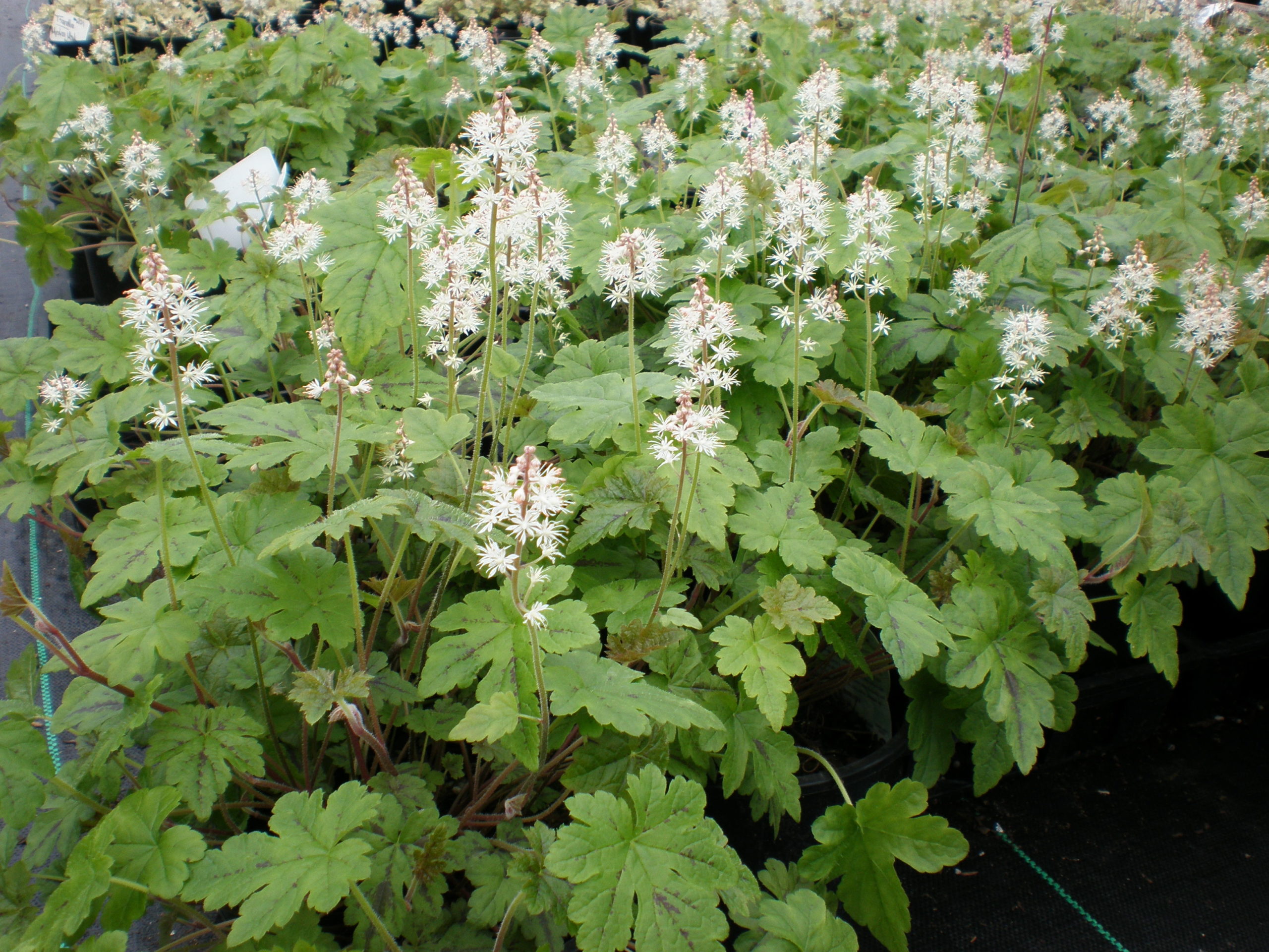 TIARELLA cordifolia - North Coast Perennials
