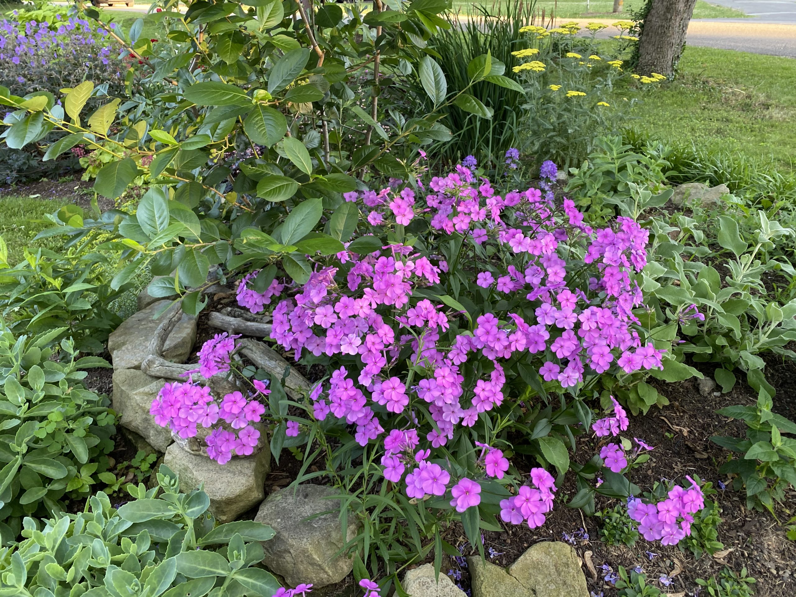 PHLOX x ‘Magenta Pearl’ PPAF - North Coast Perennials