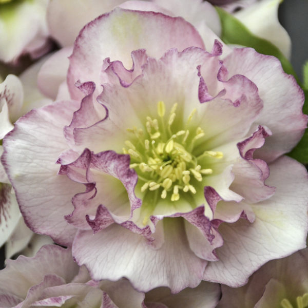HELLEBORUS WEDDING PARTY® SERIES ‘Flower Girl’ - North Coast Perennials