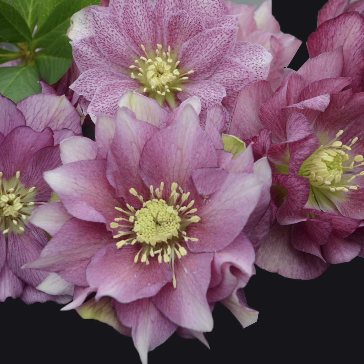 HELLEBORUS WEDDING PARTY® SERIES ‘Maid of Honor’ - North Coast Perennials