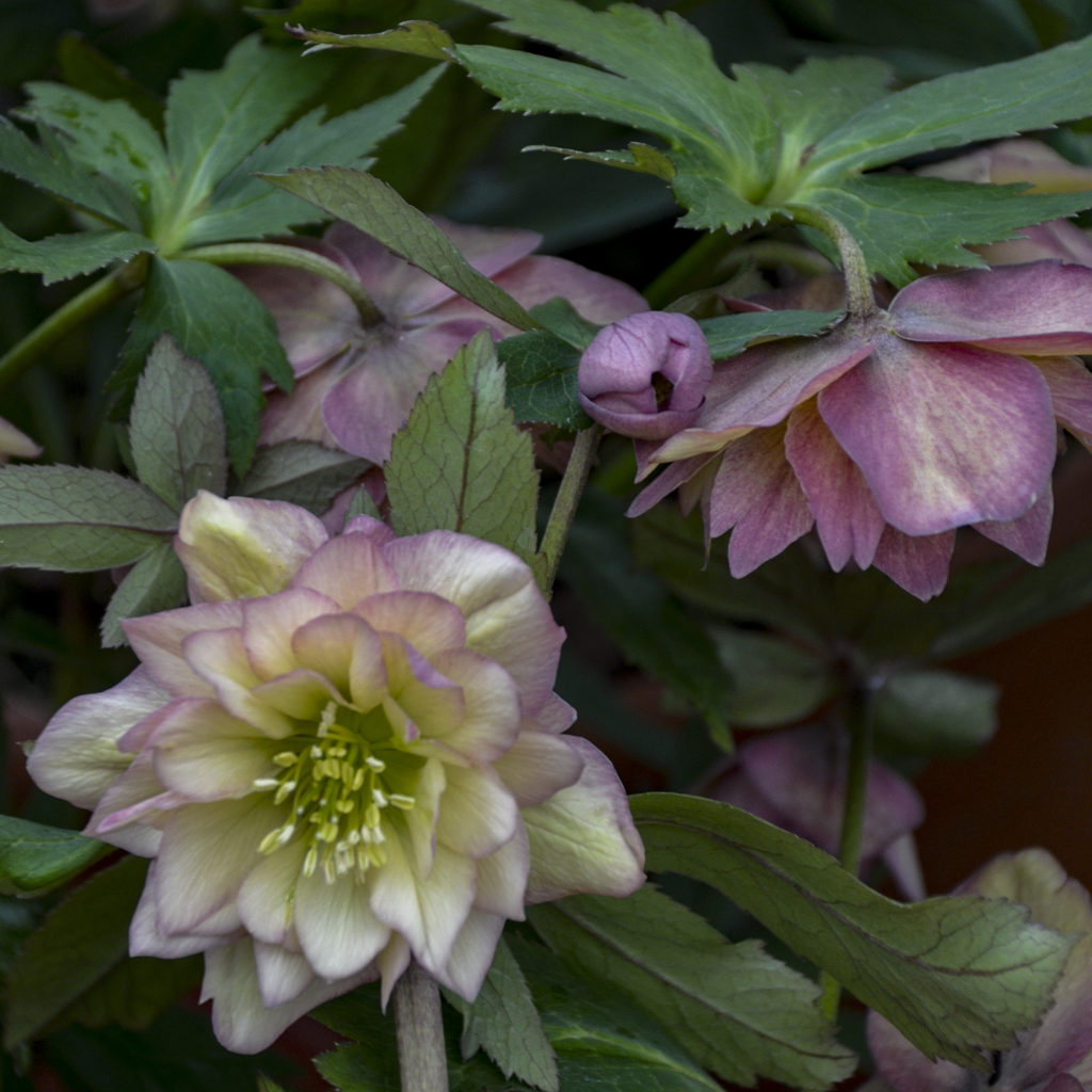 HELLEBORUS WEDDING PARTY® SERIES ‘Mother of the Bride’ - North Coast ...