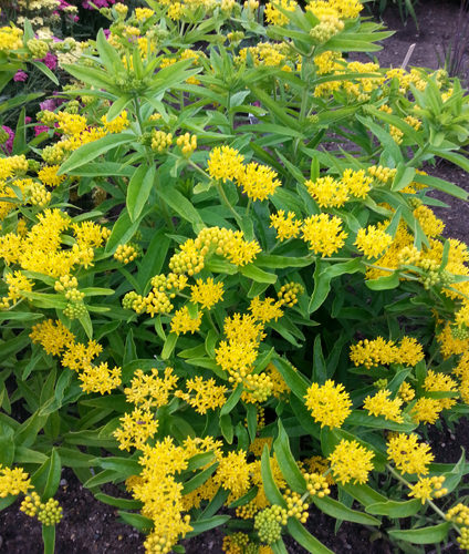 ASCLEPIAS tuberosa ‘Hello Yellow’ - North Coast Perennials